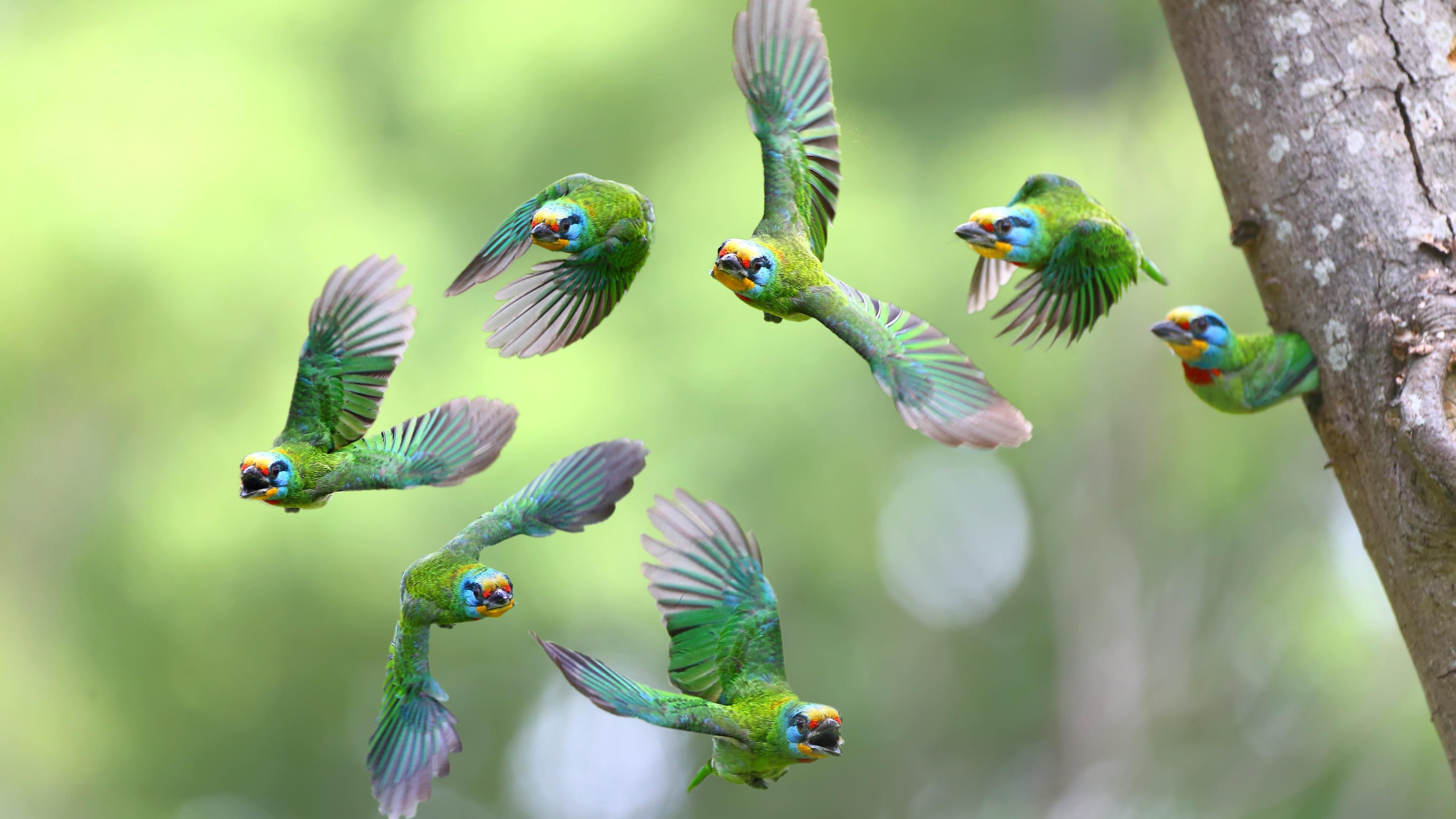Les prouesses aériennes réalisées par les oiseaux - CGTN