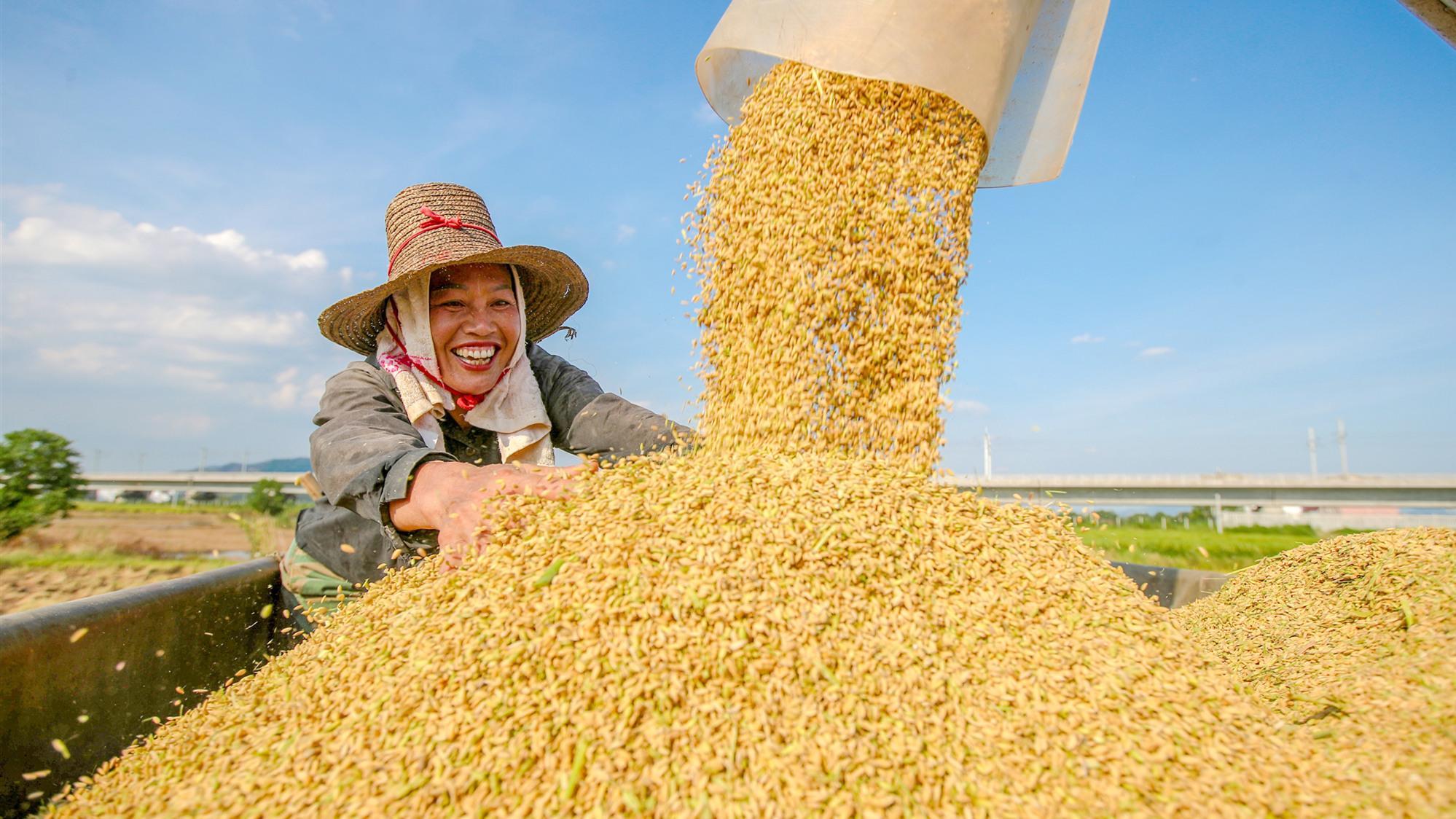 Chine : des agriculteurs du Jiangxi occupés à récolter le riz précoce ...