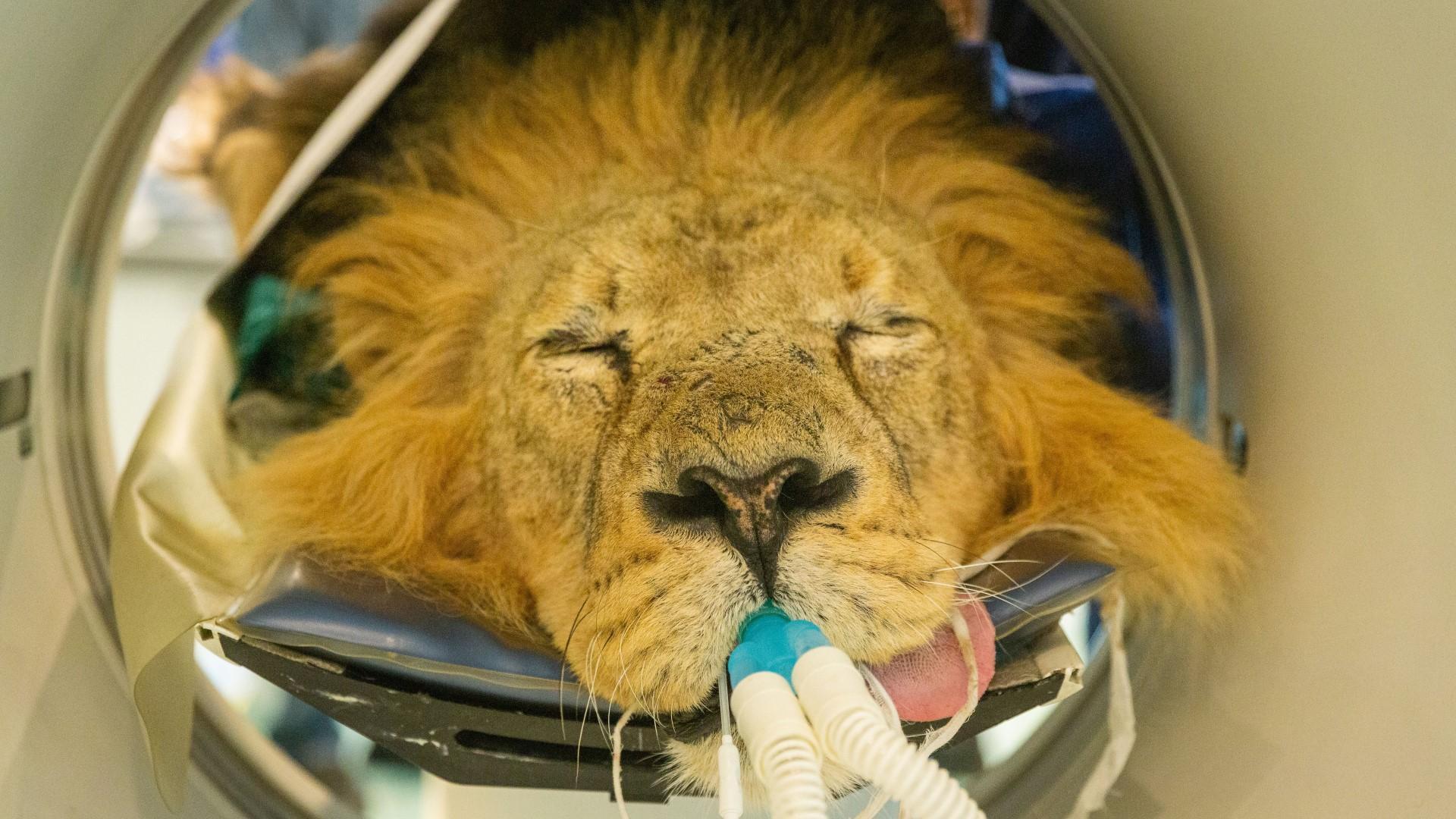 A Londres, un lion dont le conduit auditif s'infecte régulièrement ...