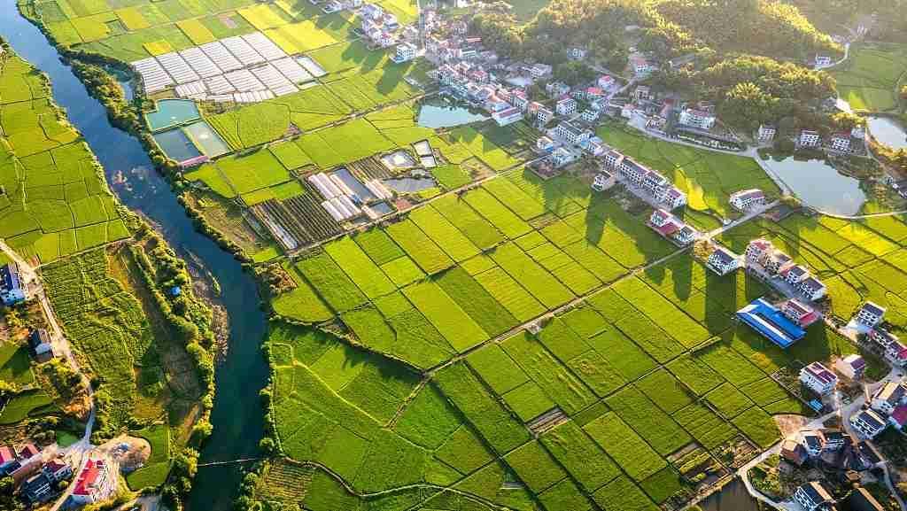 Plus de 10 000 mu de riz régénéré ont progressivement mûri dans la ...