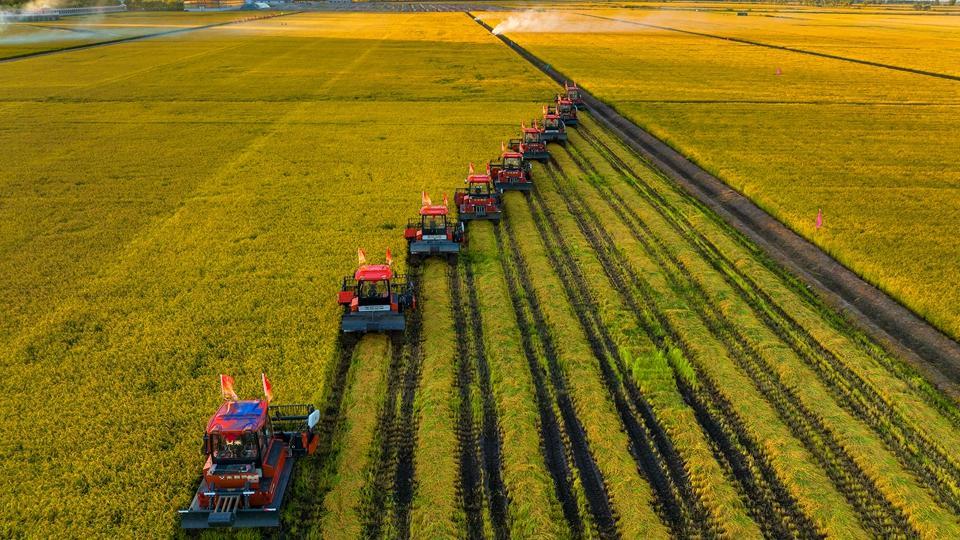 Sur des dizaines de millions de mu de riz de la région Beidahuang du ...