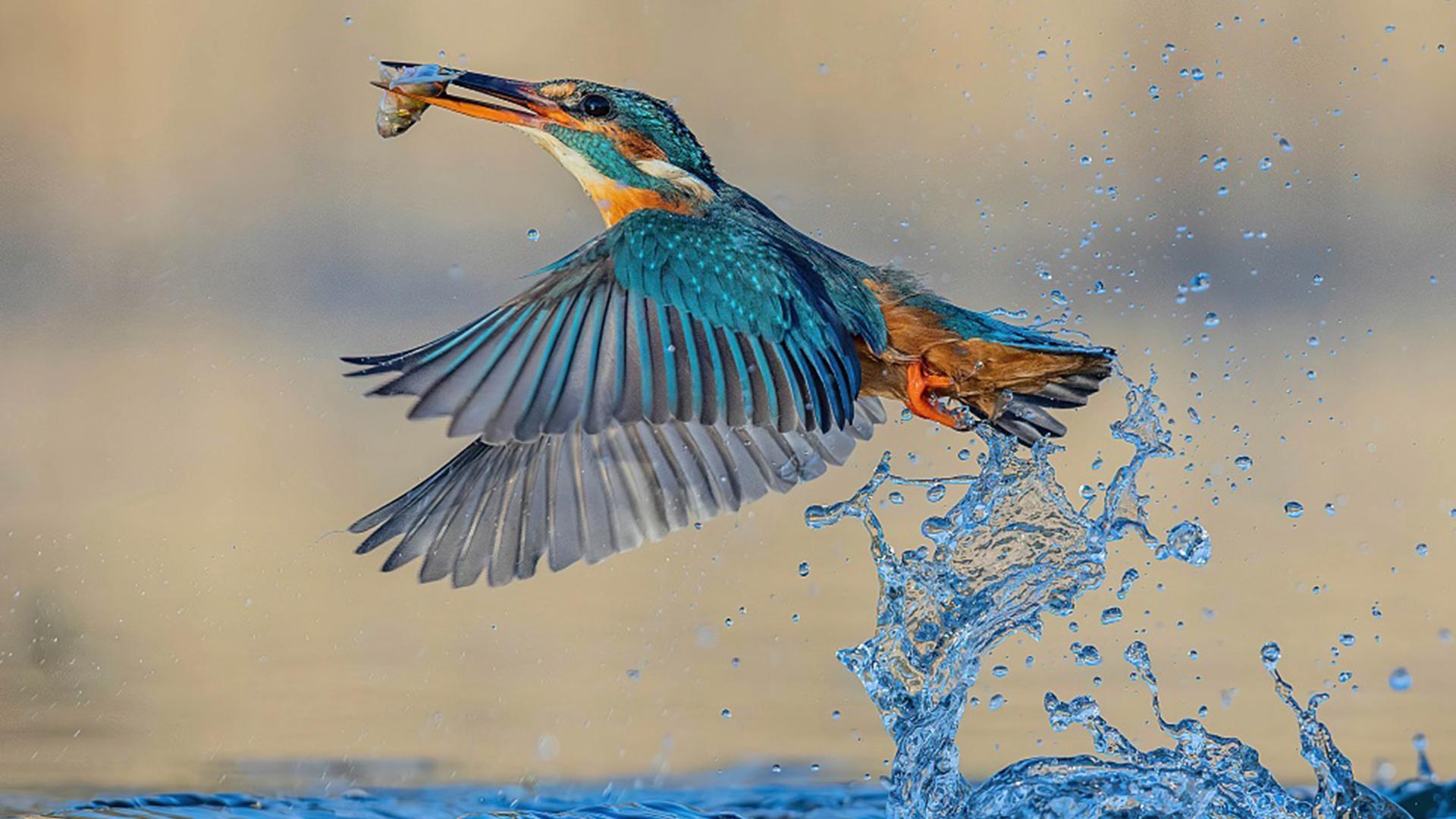 Un martin-pêcheur jette un poisson dans son bec - CGTN