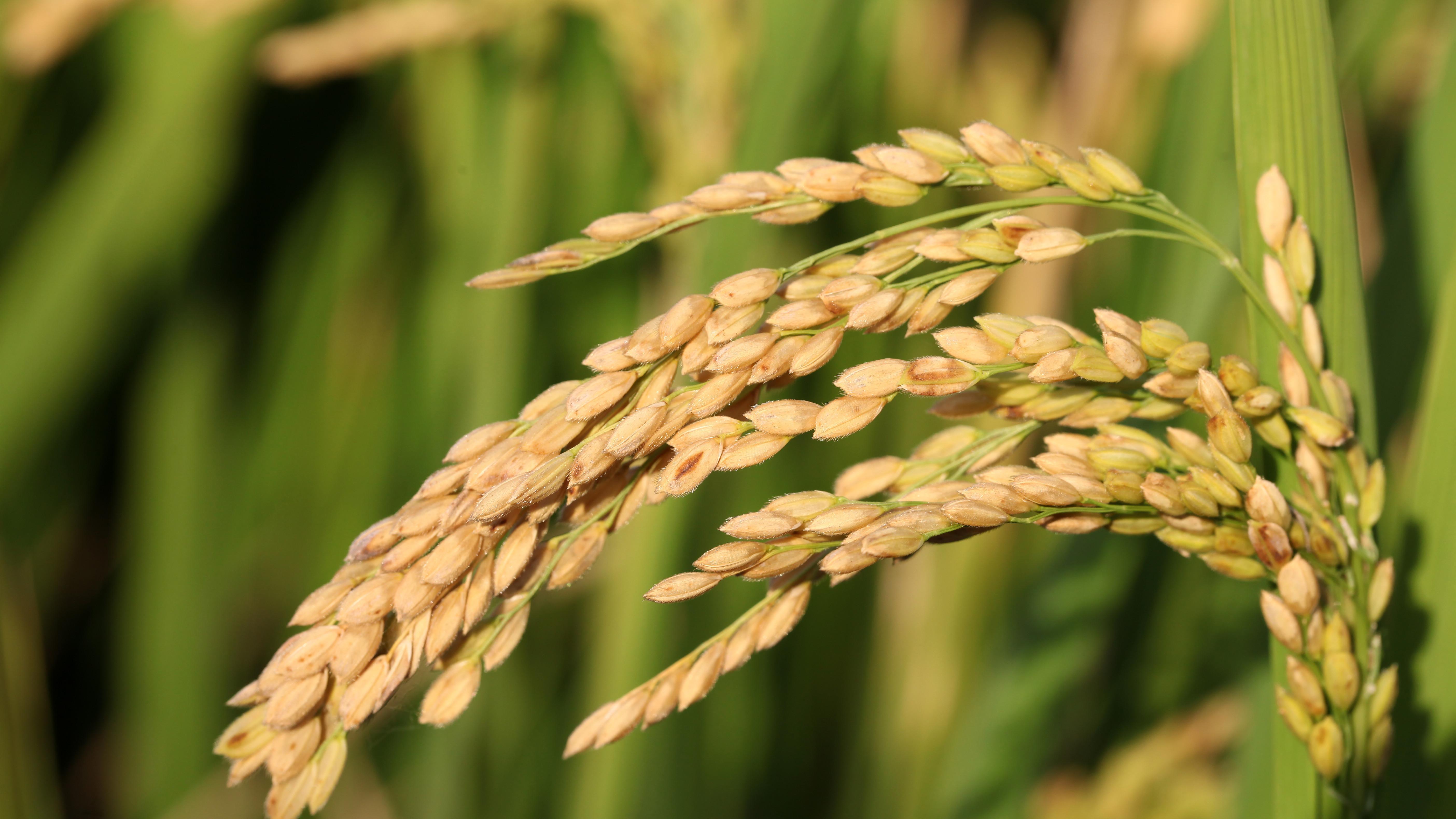 Le riz hybride chinois prospère à Madagascar - CGTN