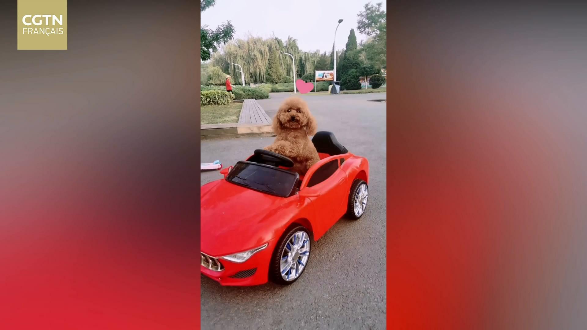 Le chien Teddy Bear peut conduire - CGTN