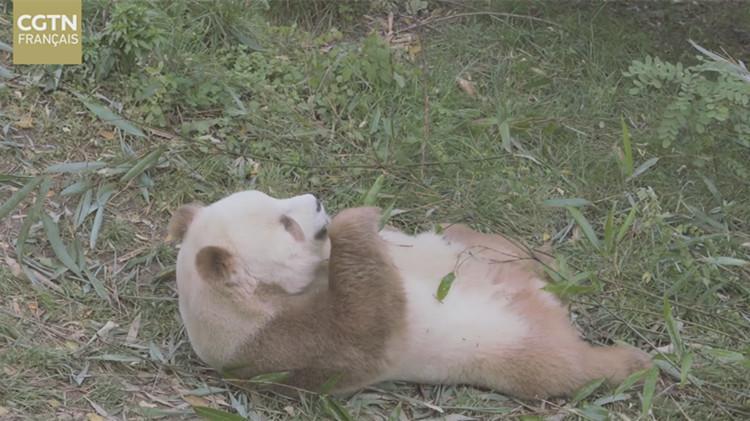 Splendeurs de Chine : Un panda géant brun - CGTN