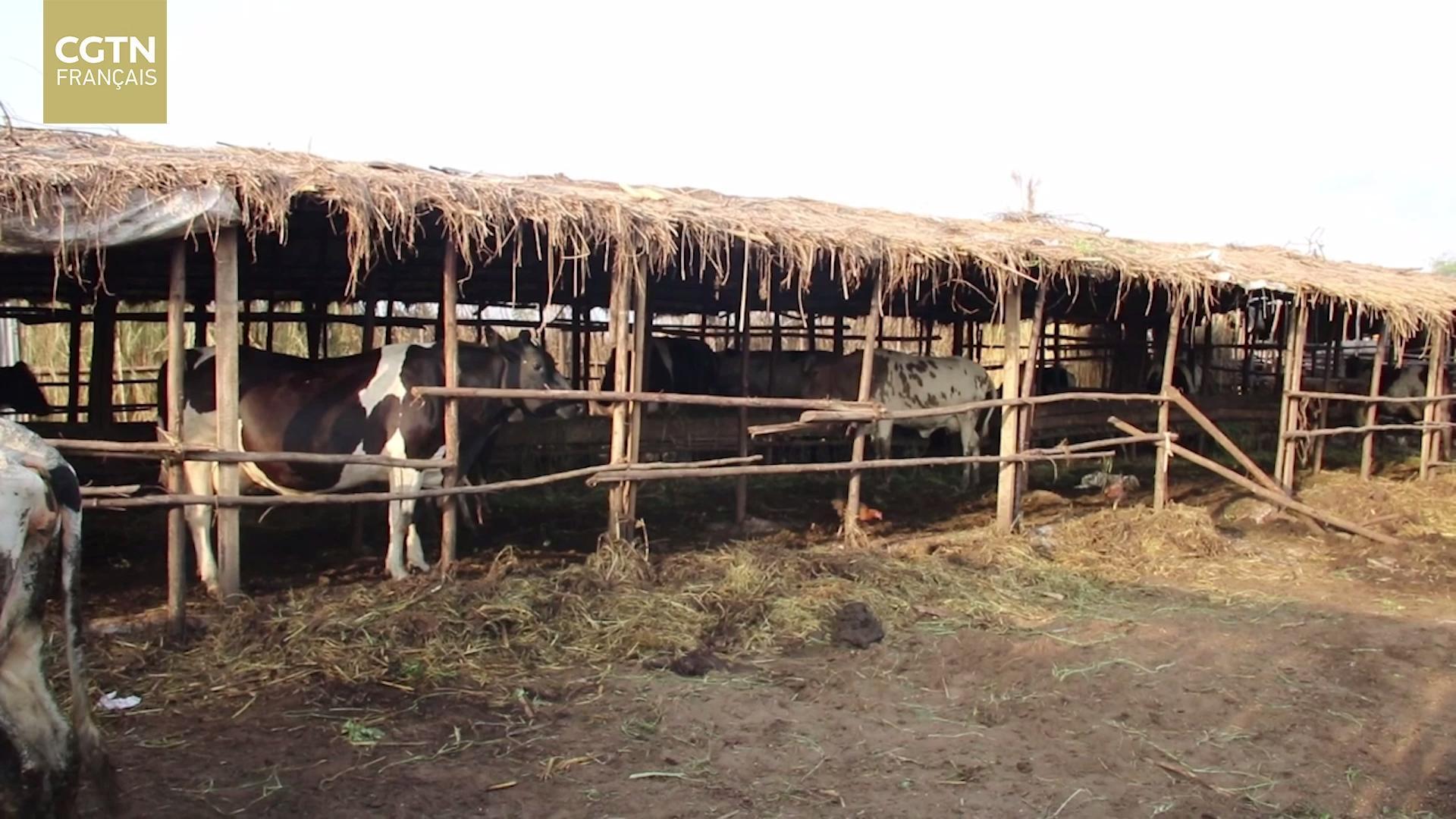 Élevage au Burundi : de nombreux animaux atteints par la fièvre de la ...