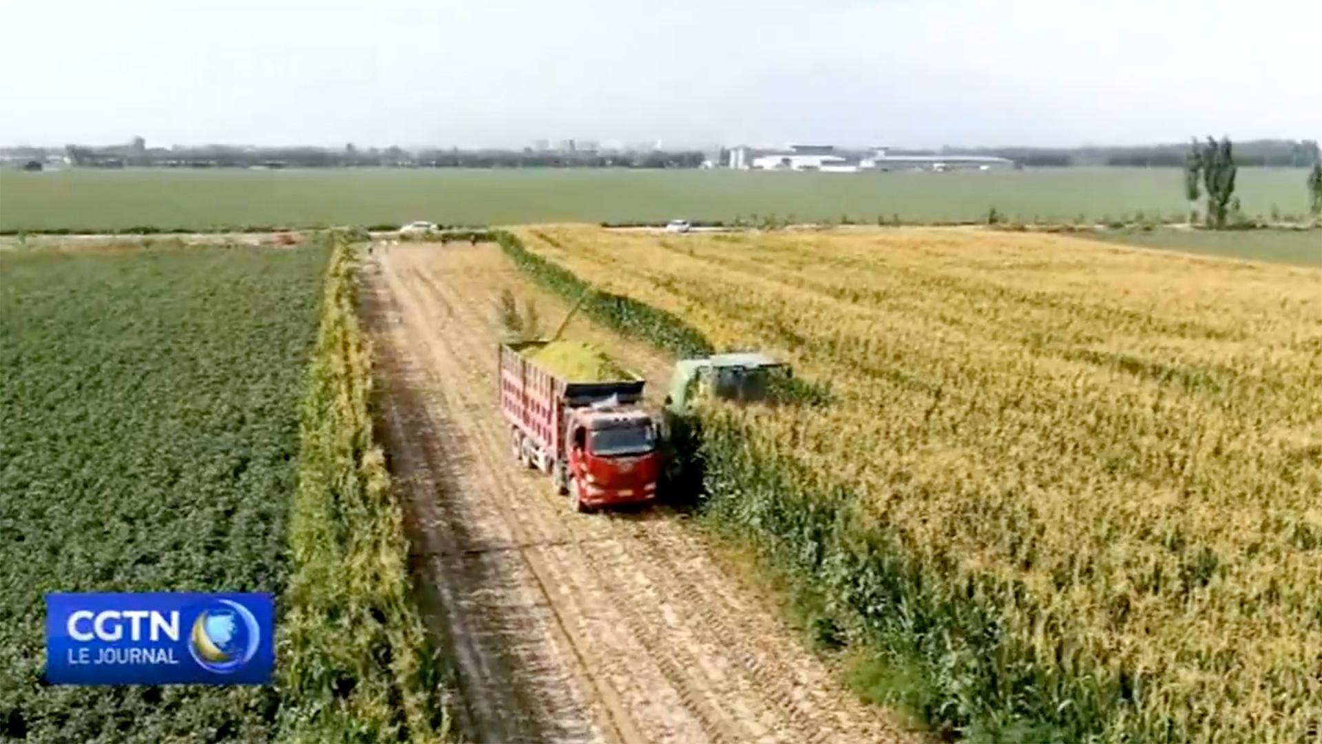 Nord du Xinjiang : récolte exceptionnelle d'ensilage de maïs cruciale ...